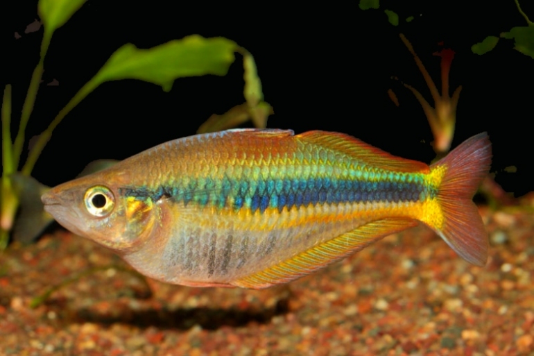 Chilatherina alleni